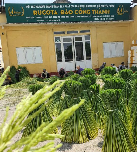 Rượu đòng đong (1 lít) - Rượu Rucota - Đào Công Thành